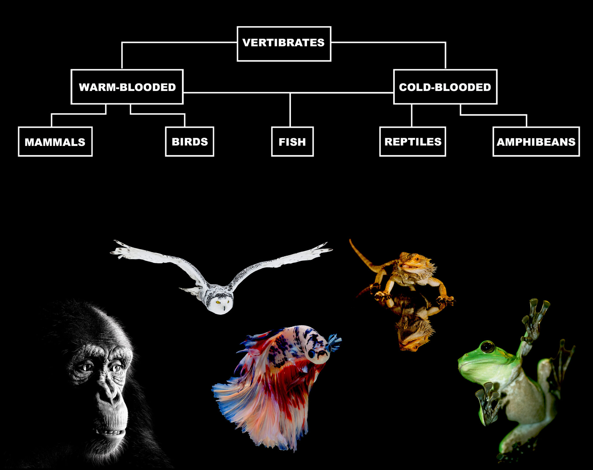 Animal Taxonomy – HIGH DESERT GAMES